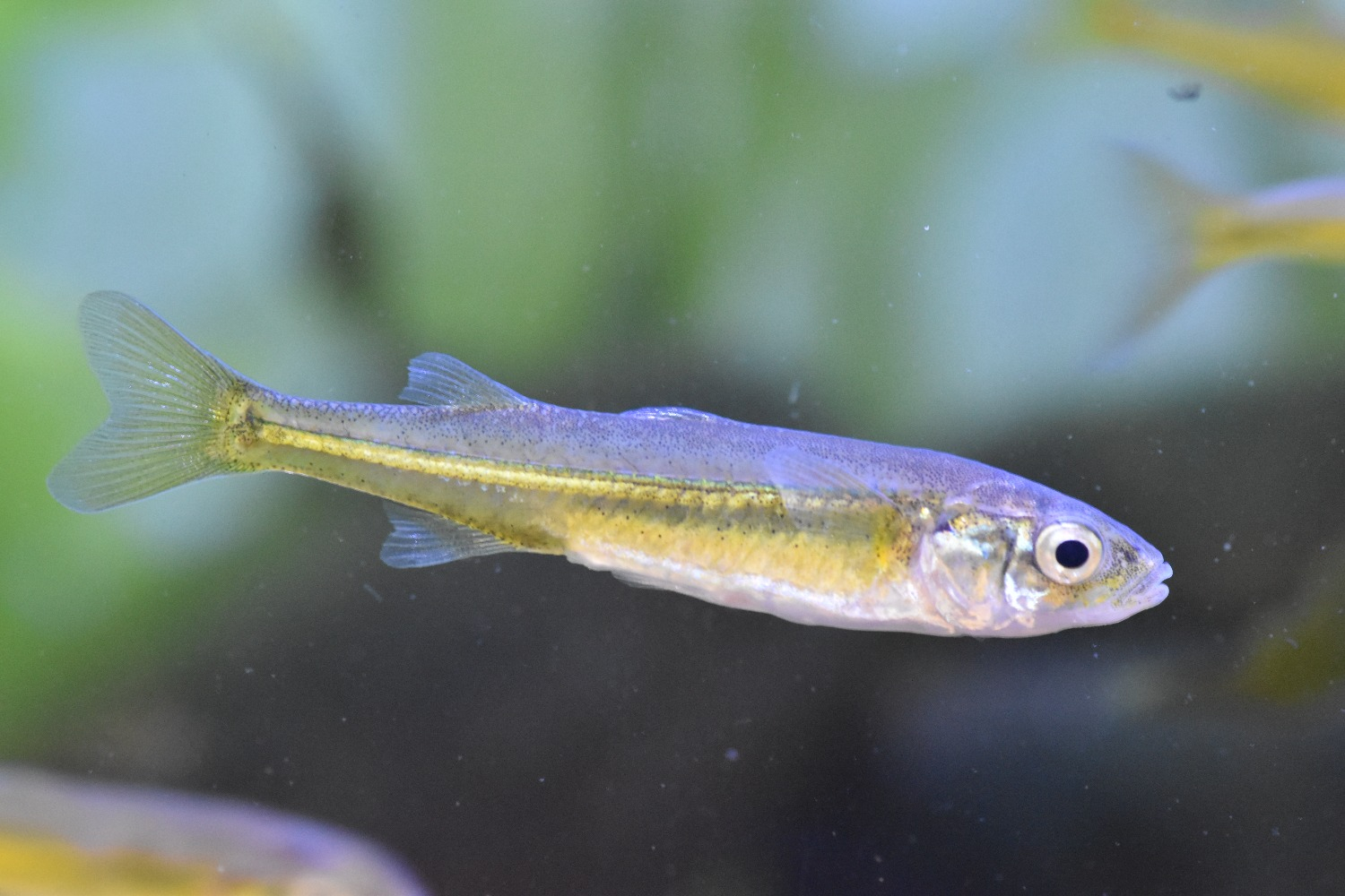 Unspecked hardyhead - Craterocephalus stercusmuscarum fulvus