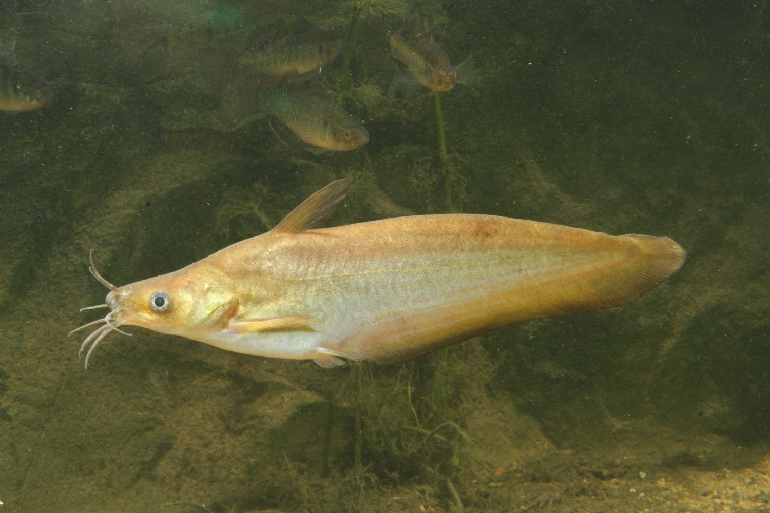 Silver tandan - Porochilus argenteus