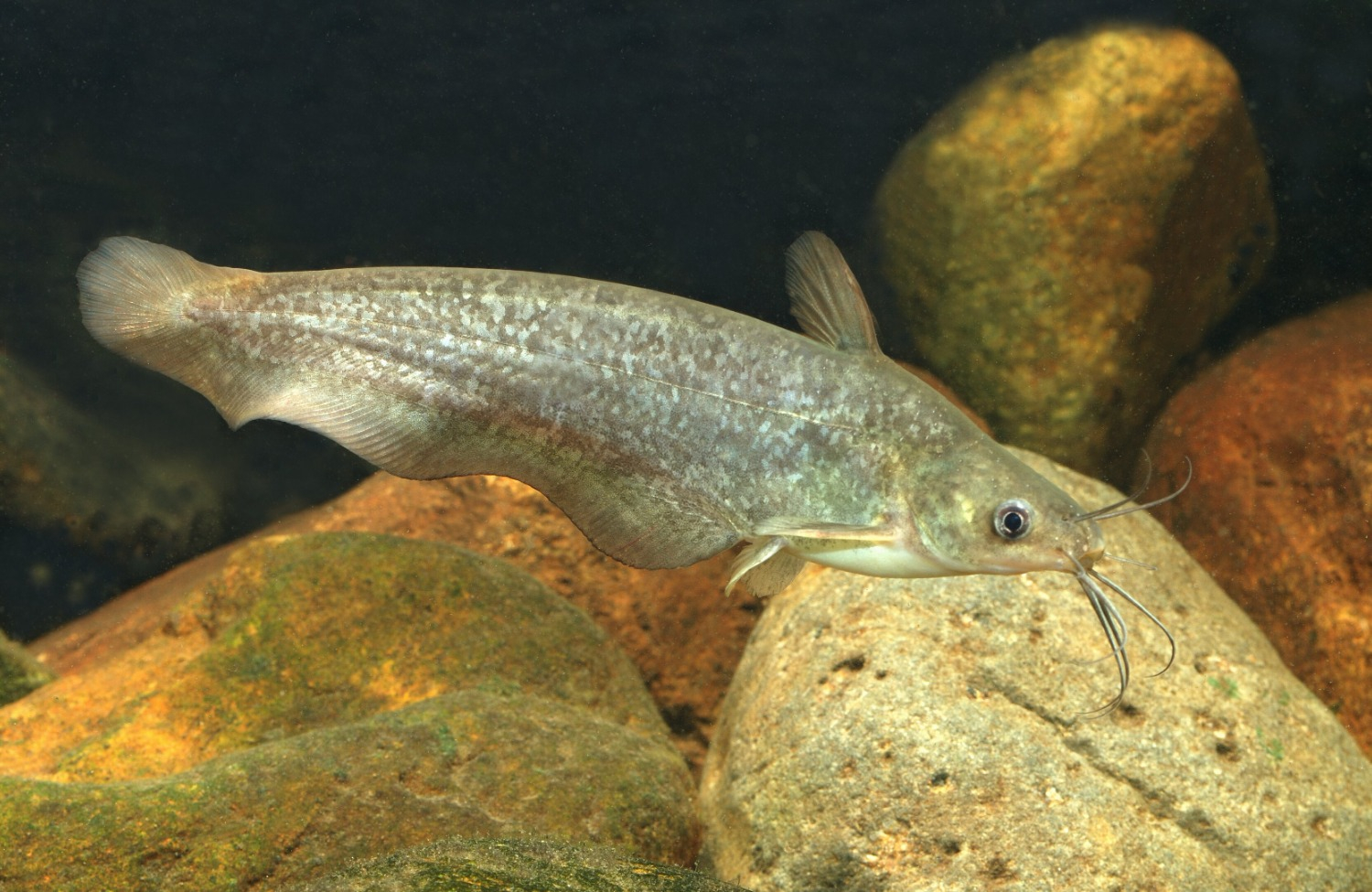 Rendahl's tandan - Porochilus rendahli