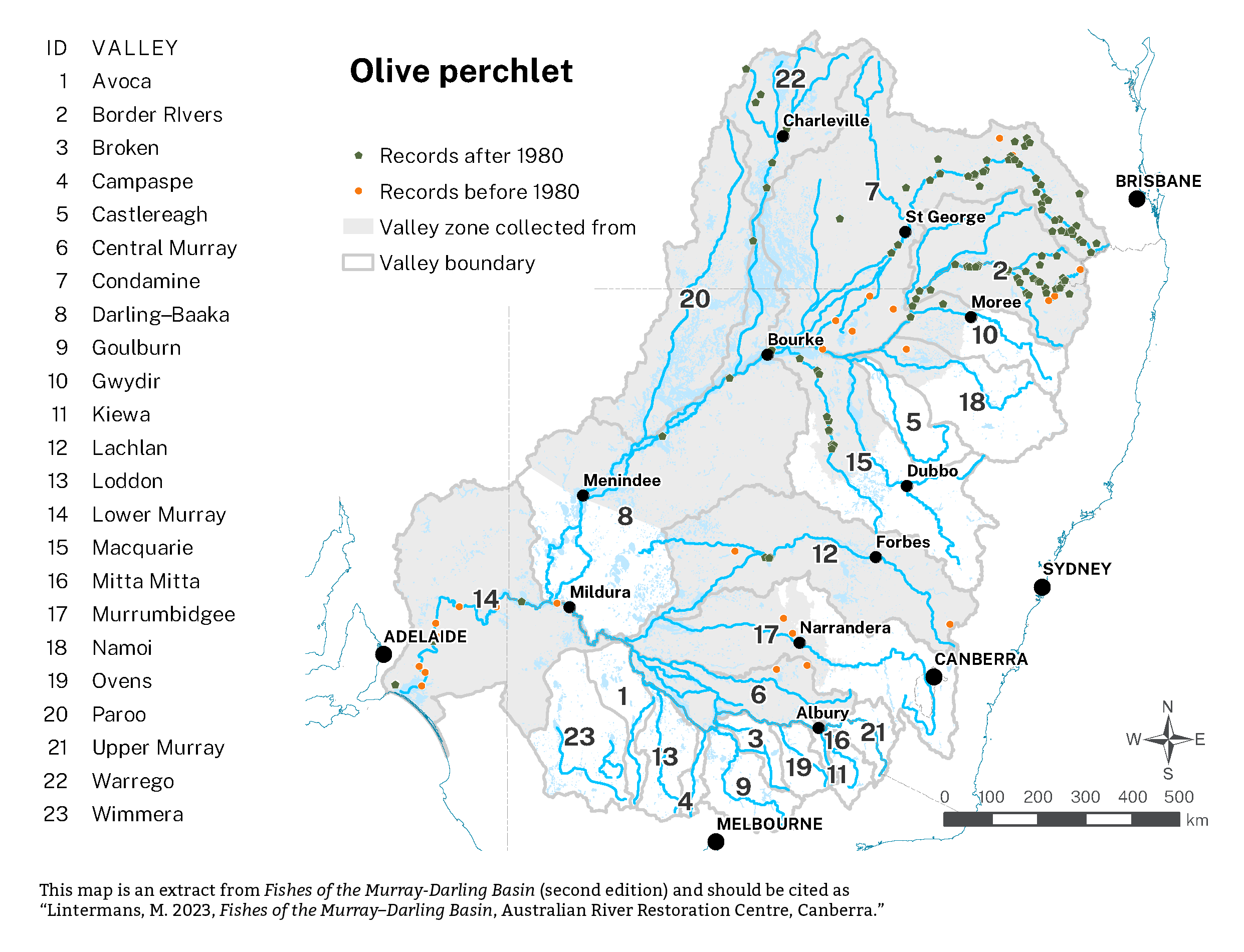 Olive perchlet - Ambassis agassizii