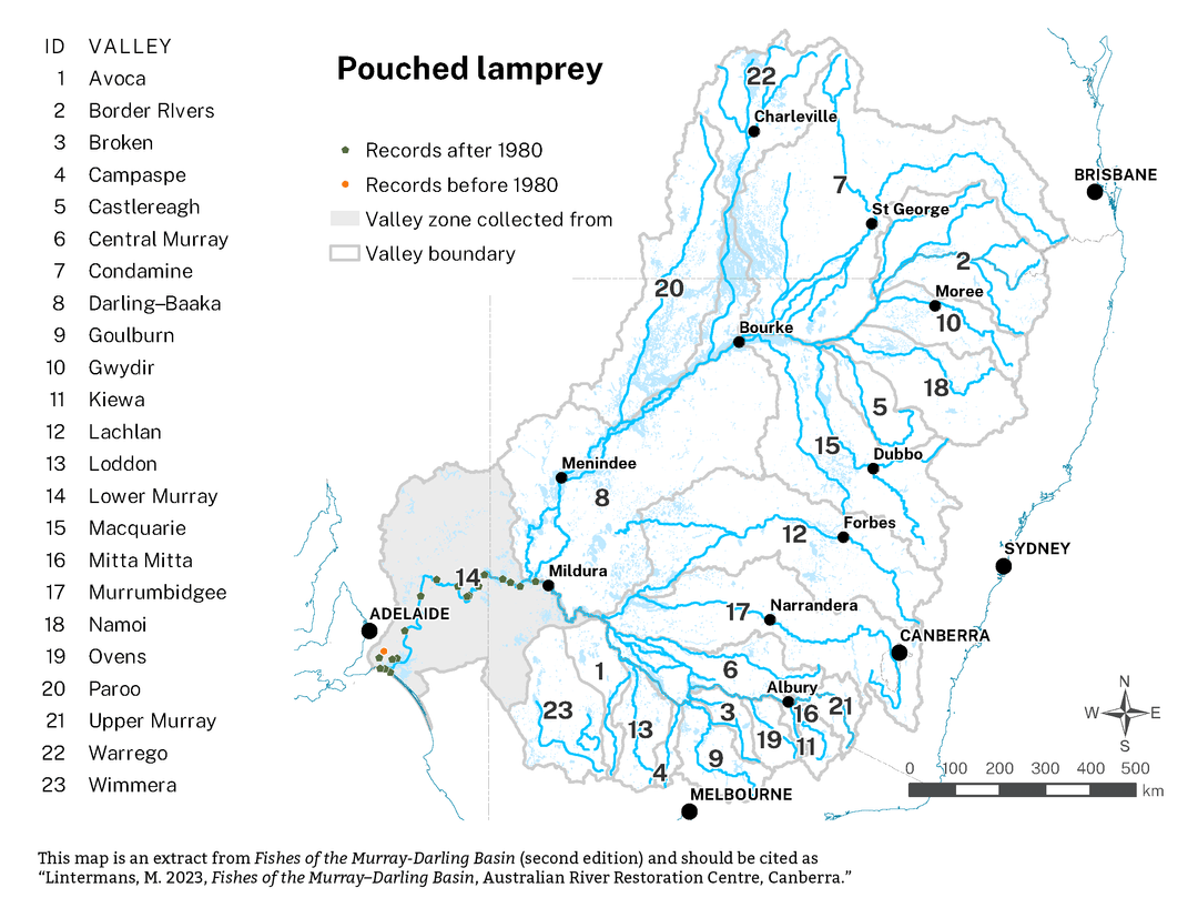 Pouched lamprey - Geotria australis