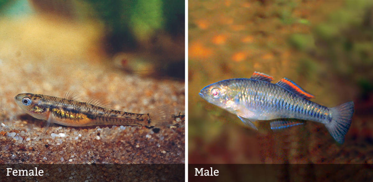 Flat-headed gudgeon - Philypnodon grandiceps