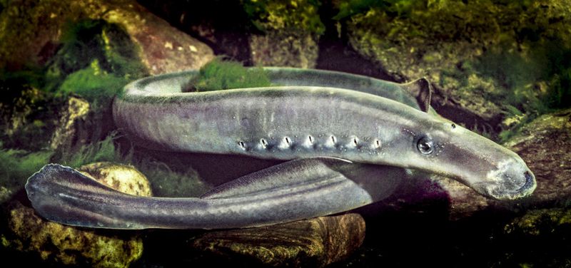Short-headed lamprey - Mordacia mordax