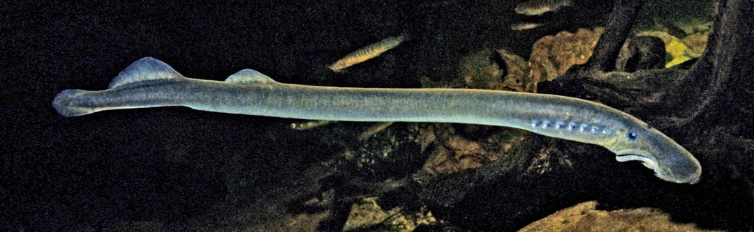Pouched lamprey - Geotria australis