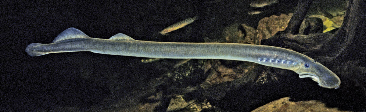 Pouched lamprey - Geotria australis