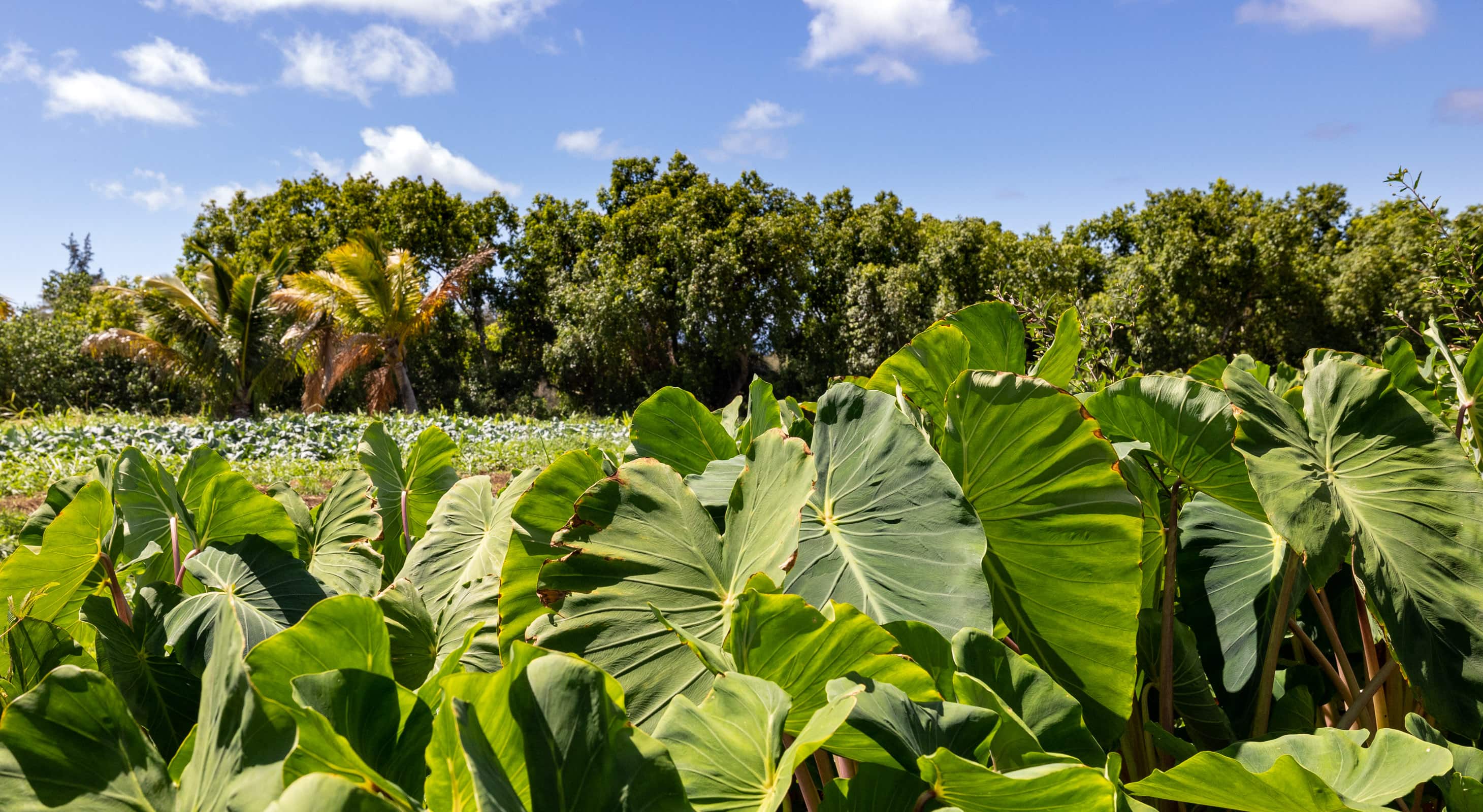 HIP Agriculture | Regenerative Farming & Education in Hawaii