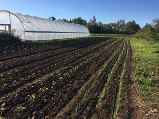 GRUB CSA Farm’s Journey to Land Ownership – FarmLink