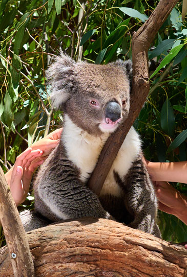 Critter Cave at the Wildlife Park | Gumbuya World