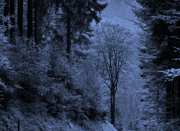 Going Green with Virtual Prepaid Cards in the UAE | Pyypl