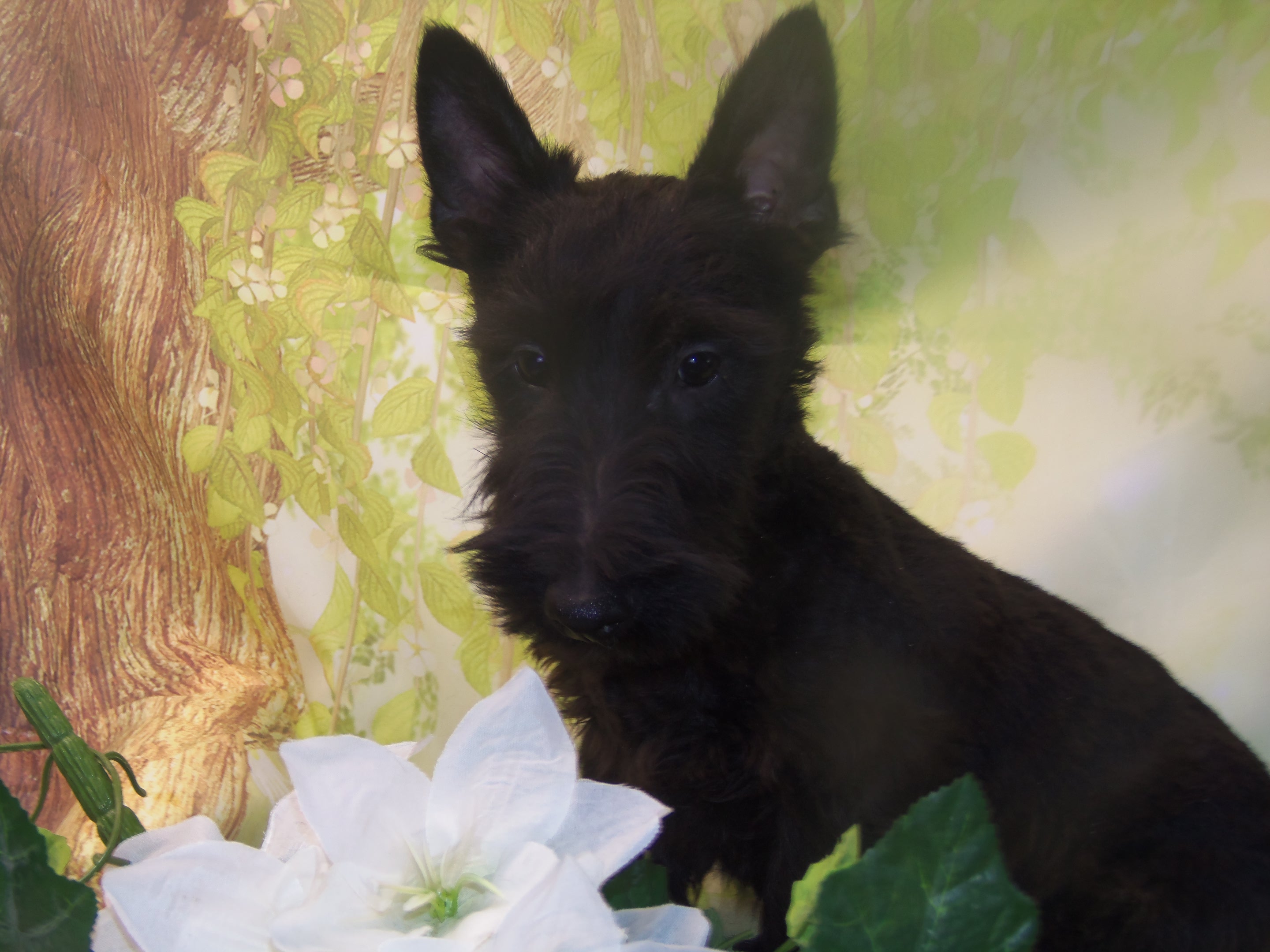 Scottish Terrier Puppies - Countryside Kennels