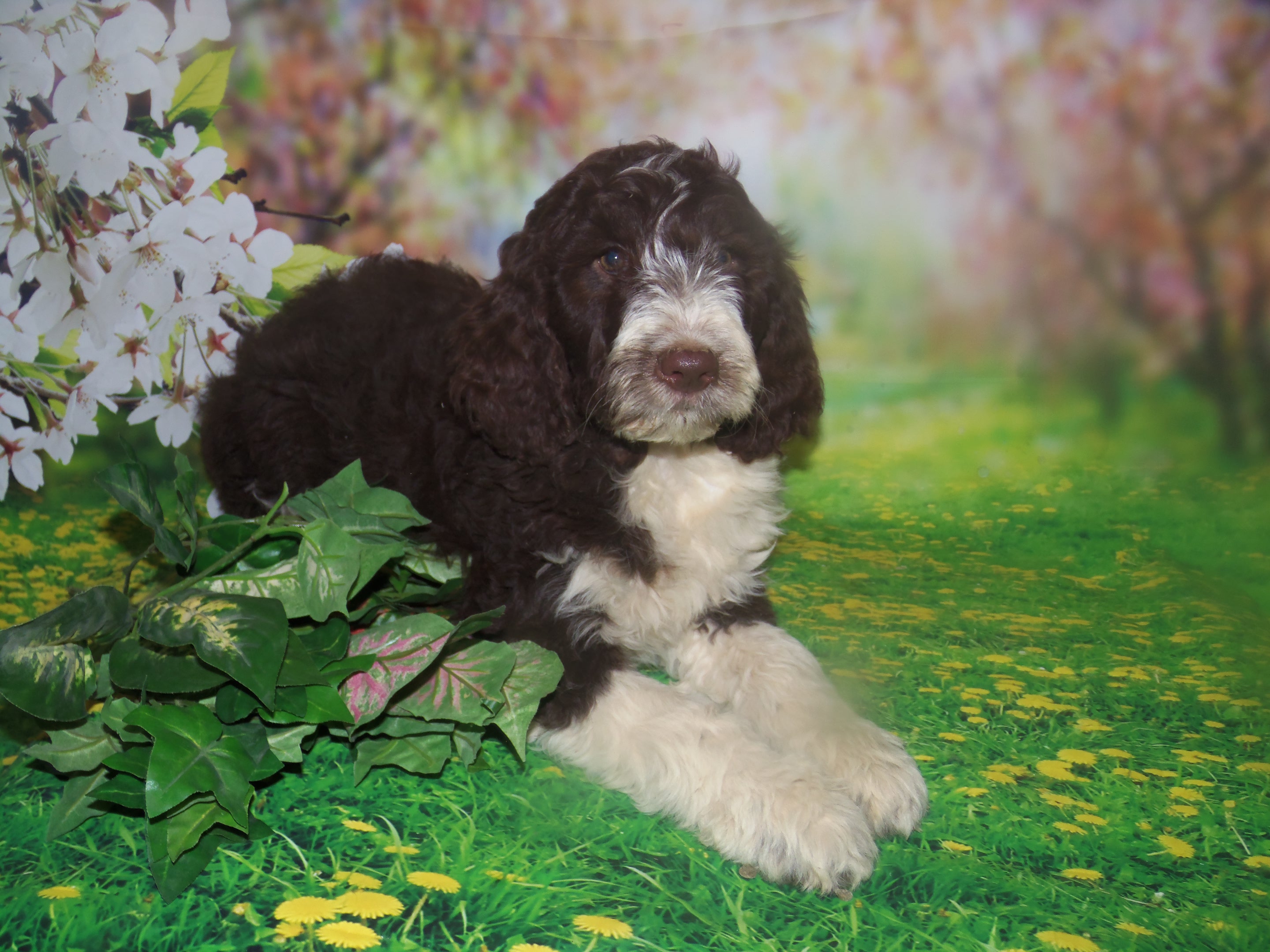 Edward - Available Puppies from Countryside Kennels