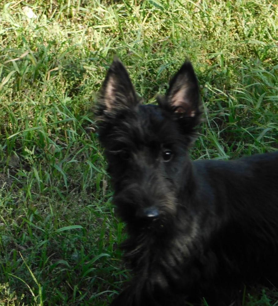 Scottish Terrier Mix Puppies