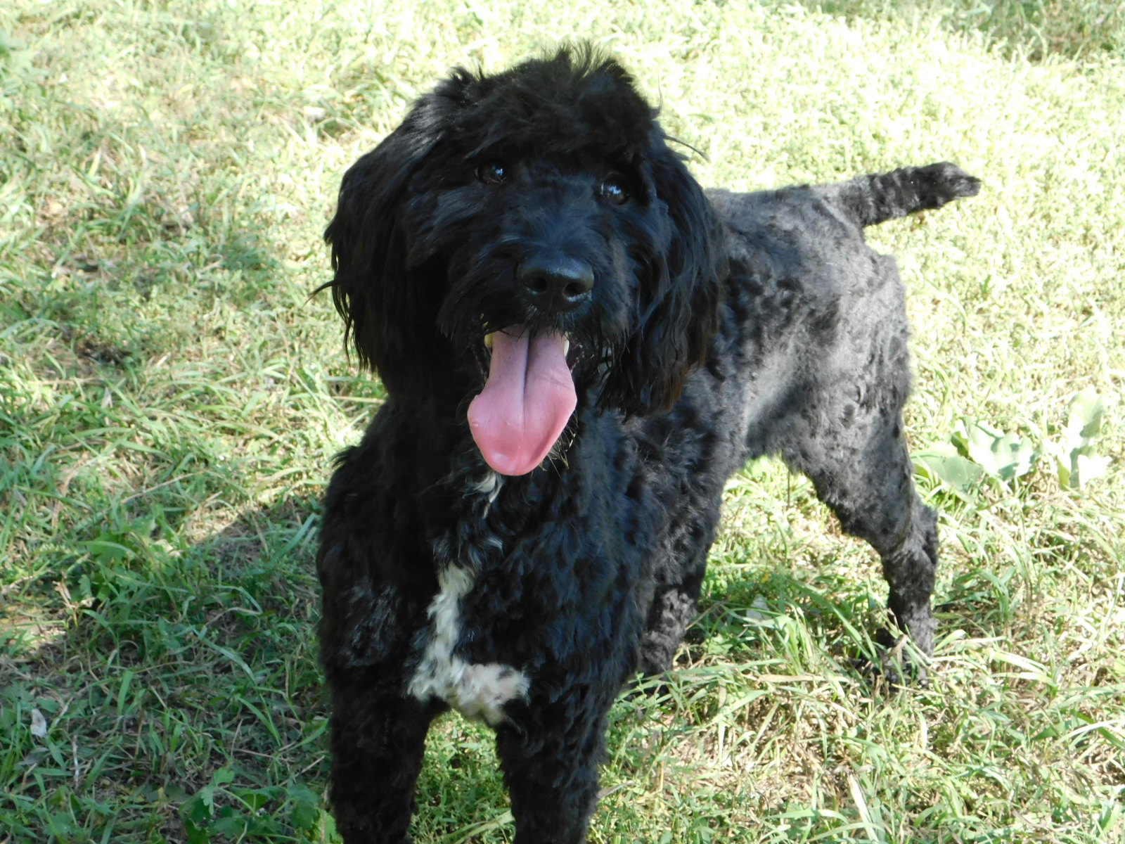 Springerdoodle Puppies - Countryside Kennels