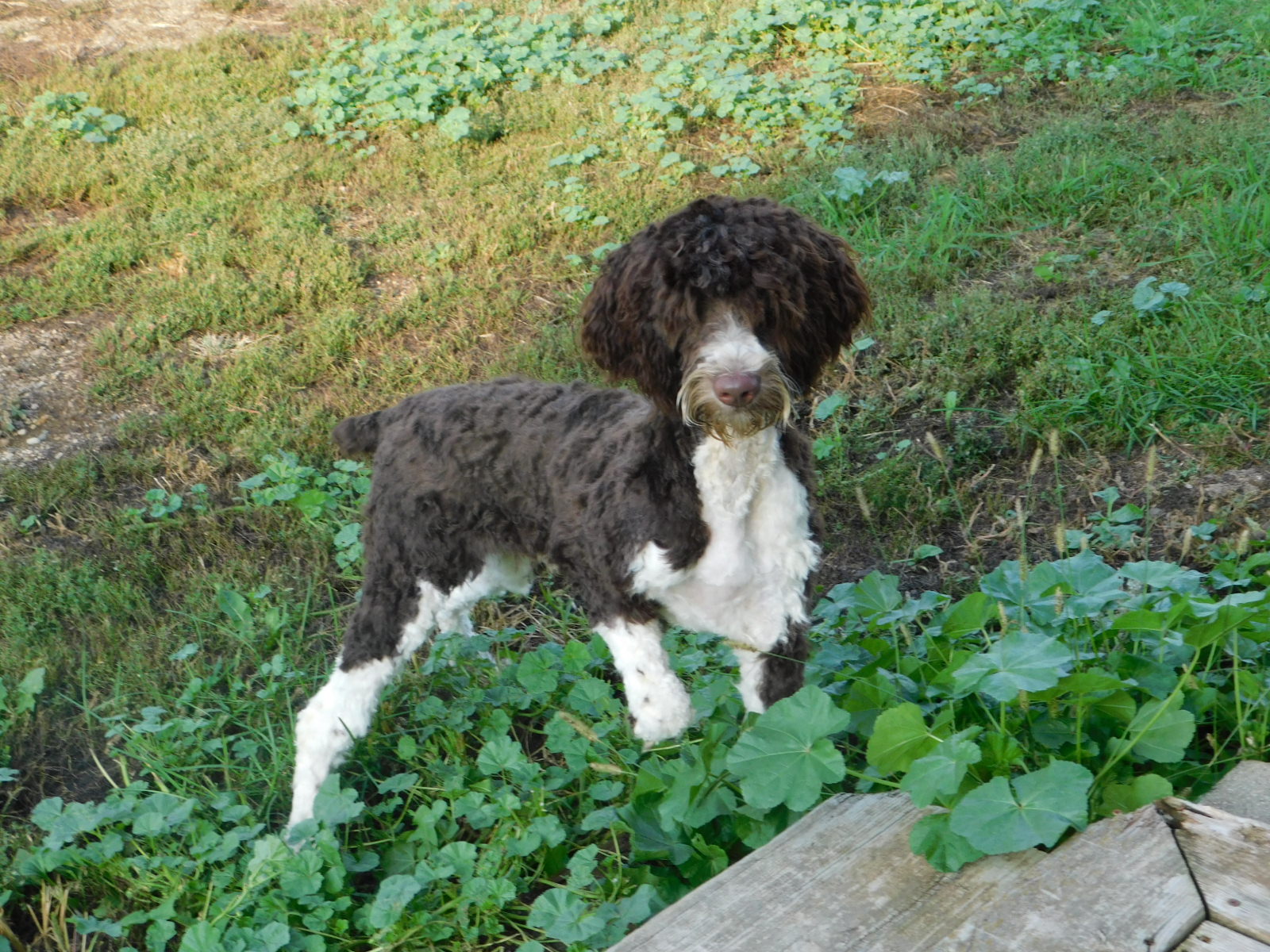 Edward - Available Puppies from Countryside Kennels