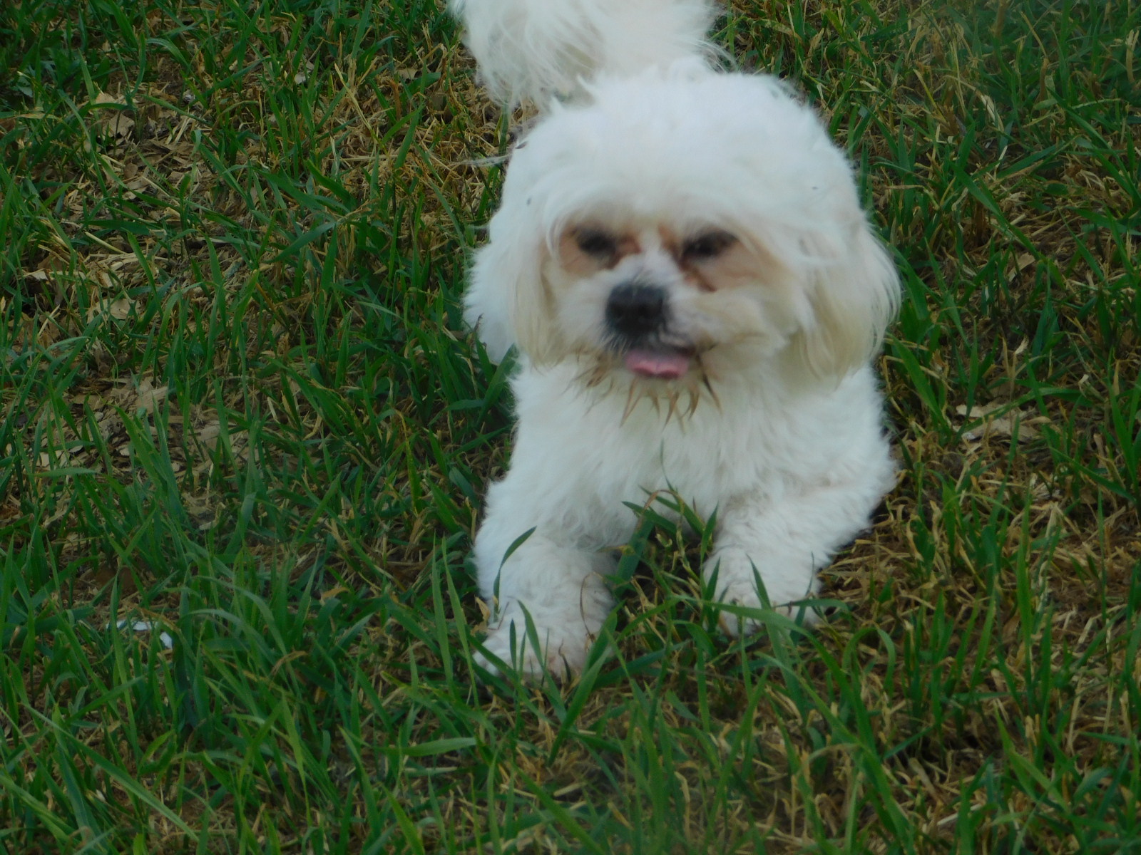 Lhasa Apso Puppies - Countryside Kennels