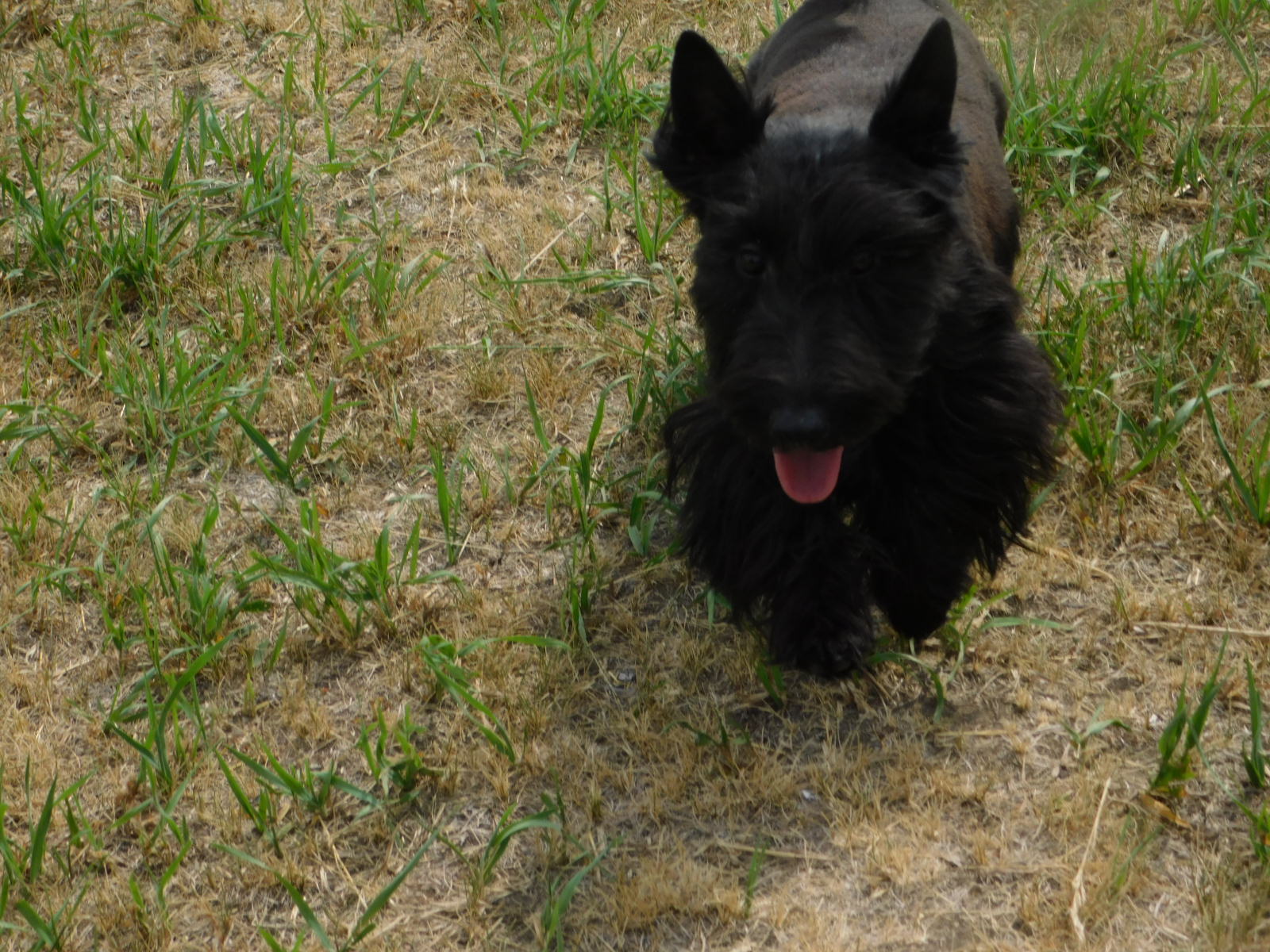 Scottish Terrier Puppies - Countryside Kennels