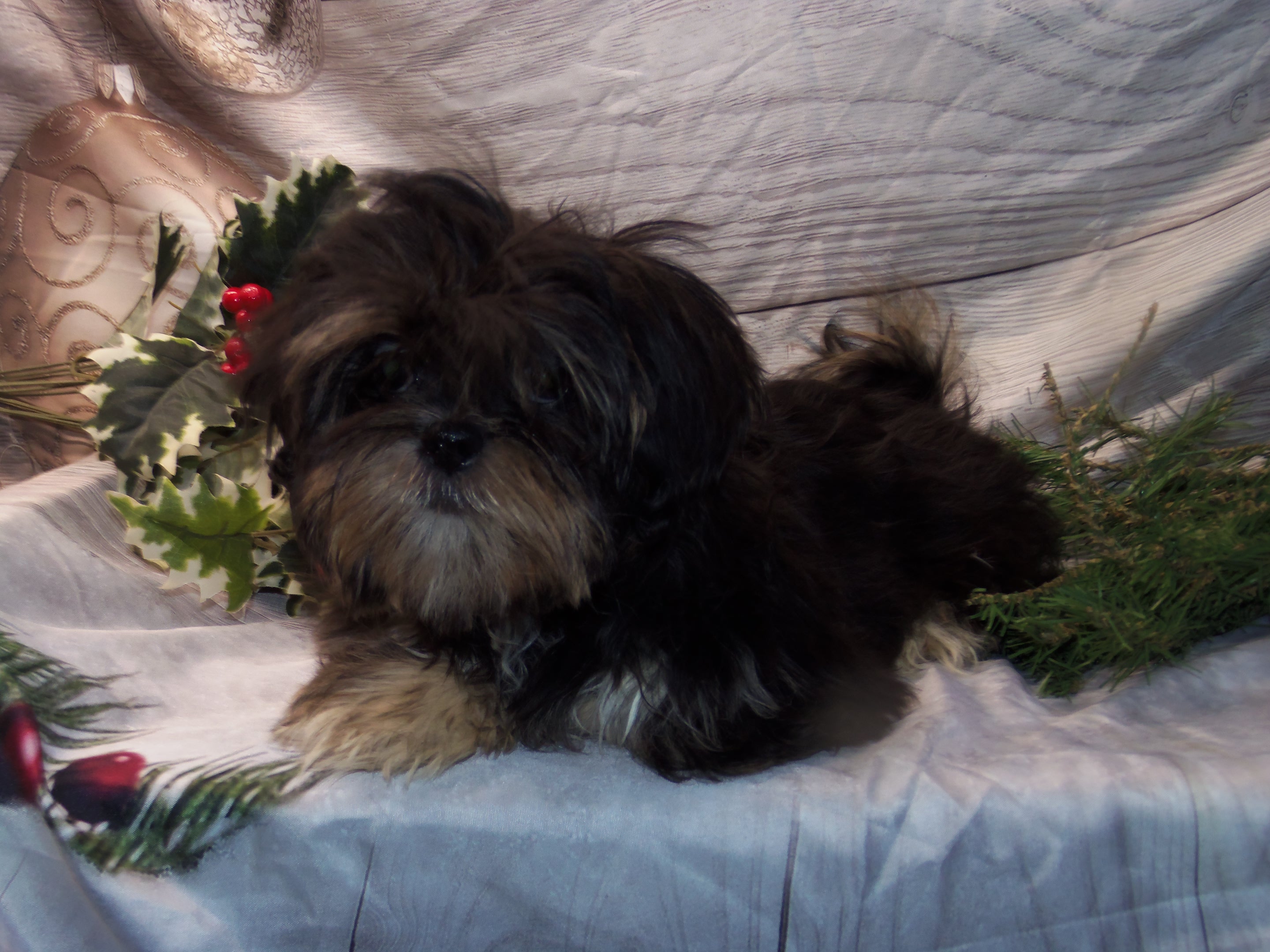 Lhasa Apso Puppies - Countryside Kennels