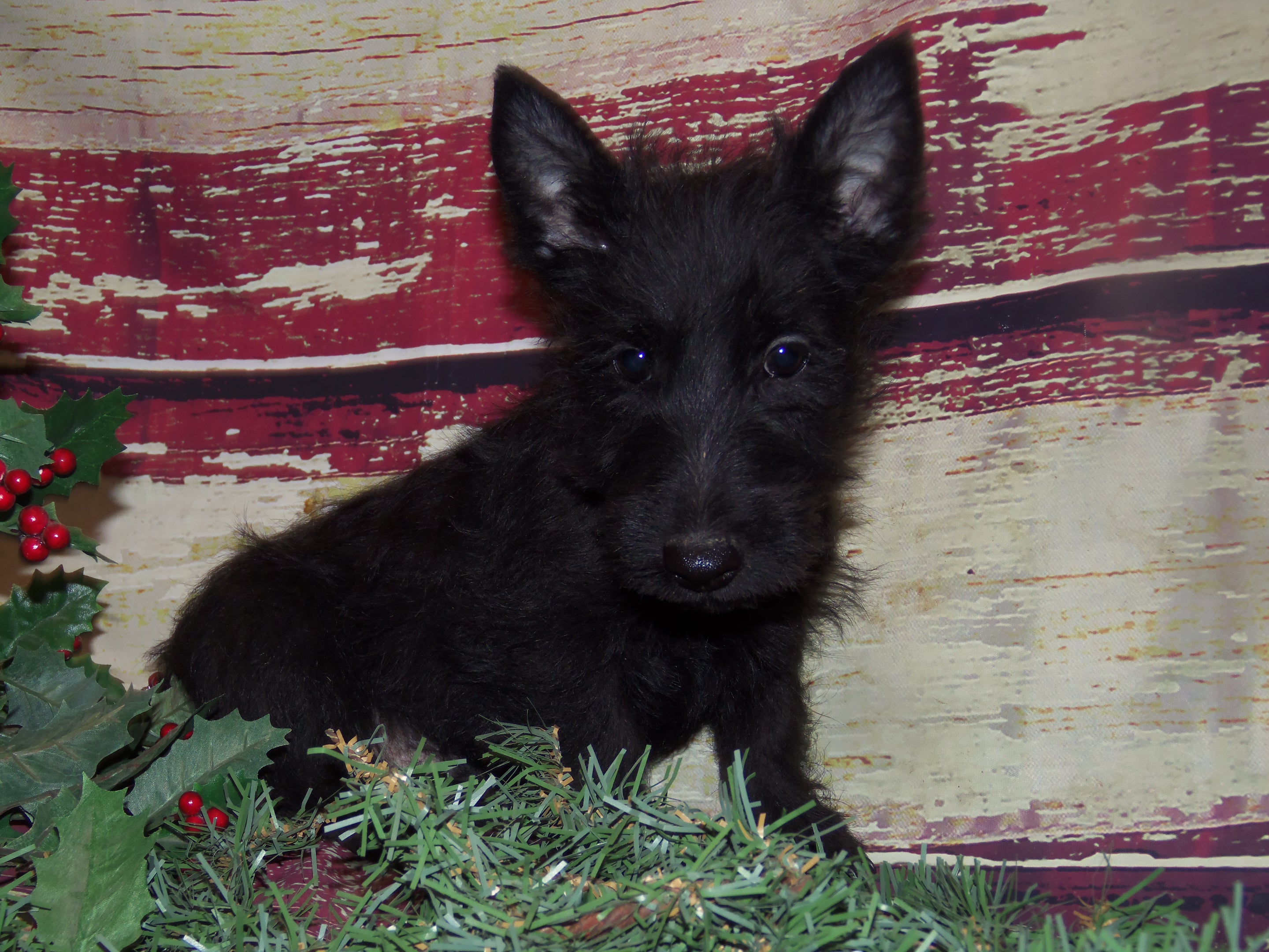 Scottish Terrier Puppies - Countryside Kennels
