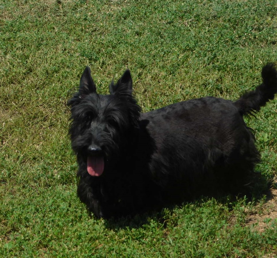 Scottish Terrier Puppies - Countryside Kennels