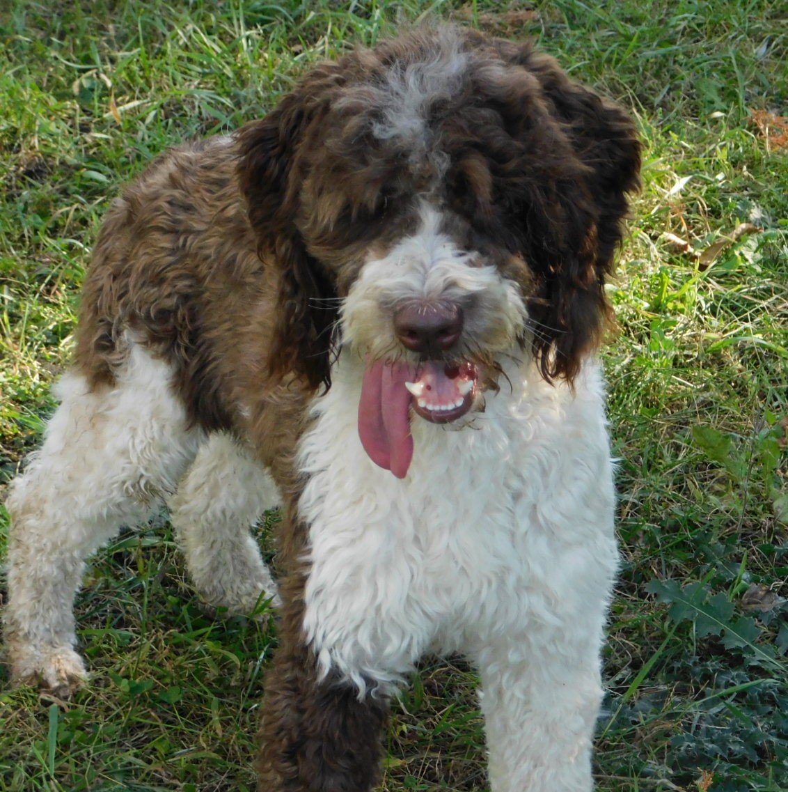 Springerdoodle Puppies - Countryside Kennels