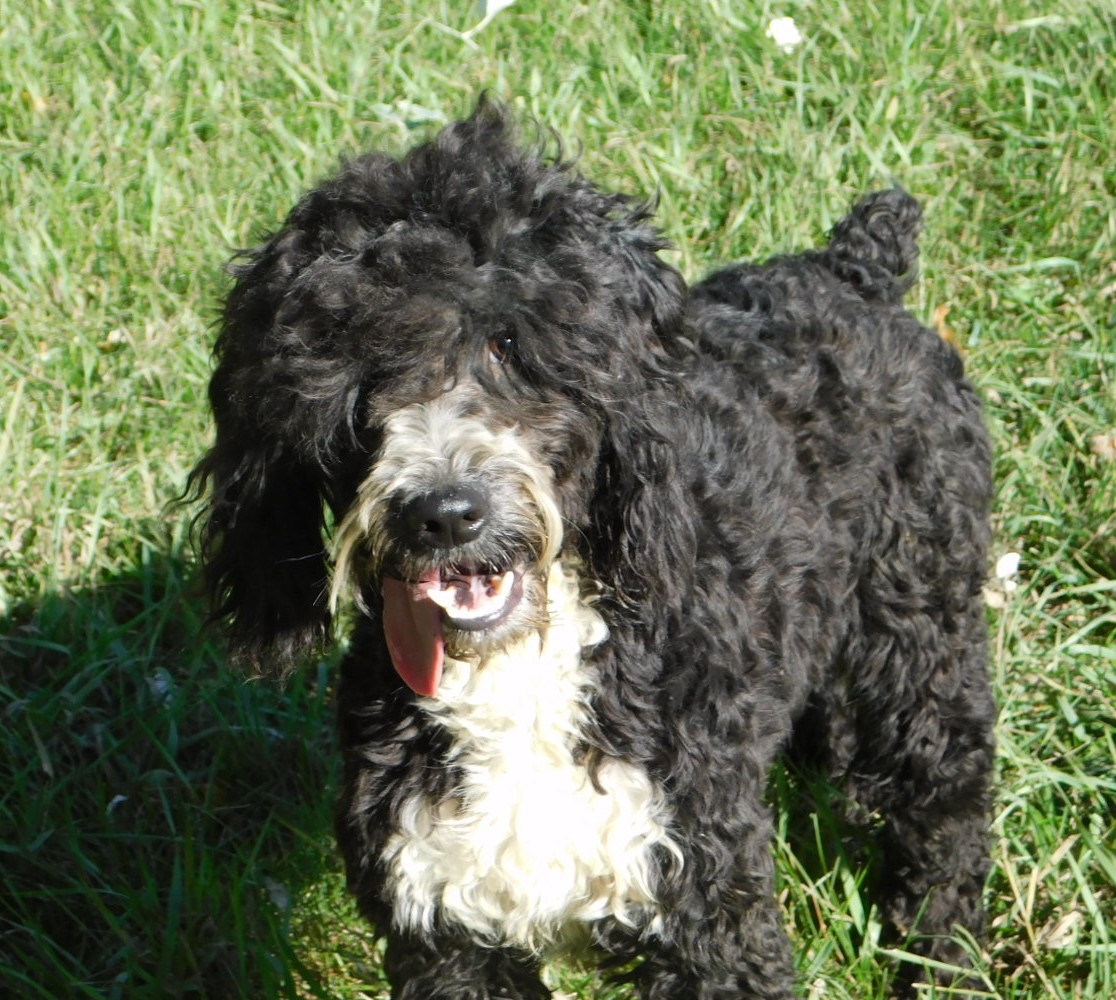 Springerdoodle Puppies - Countryside Kennels