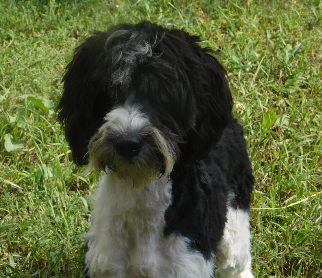 Springerdoodle Puppies - Countryside Kennels