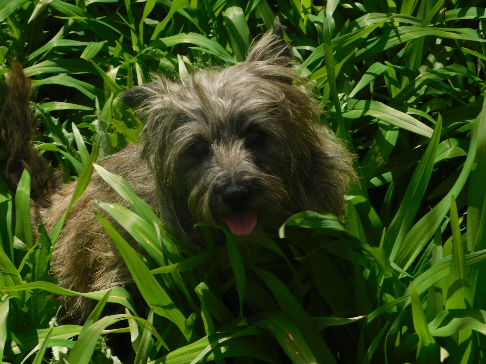 Scout - Available Puppies from Countryside Kennels