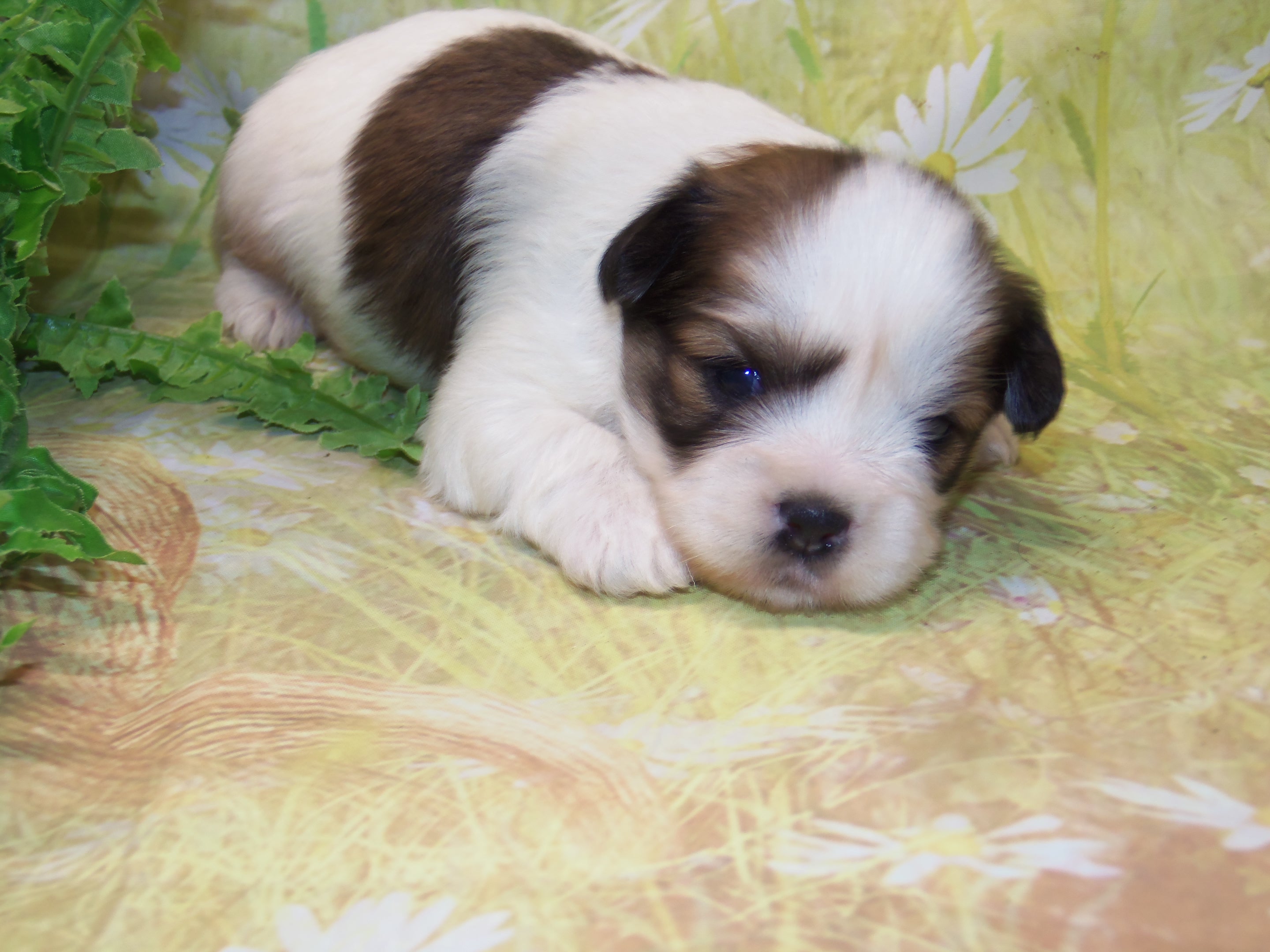 Lhasa Apso Puppies - Countryside Kennels