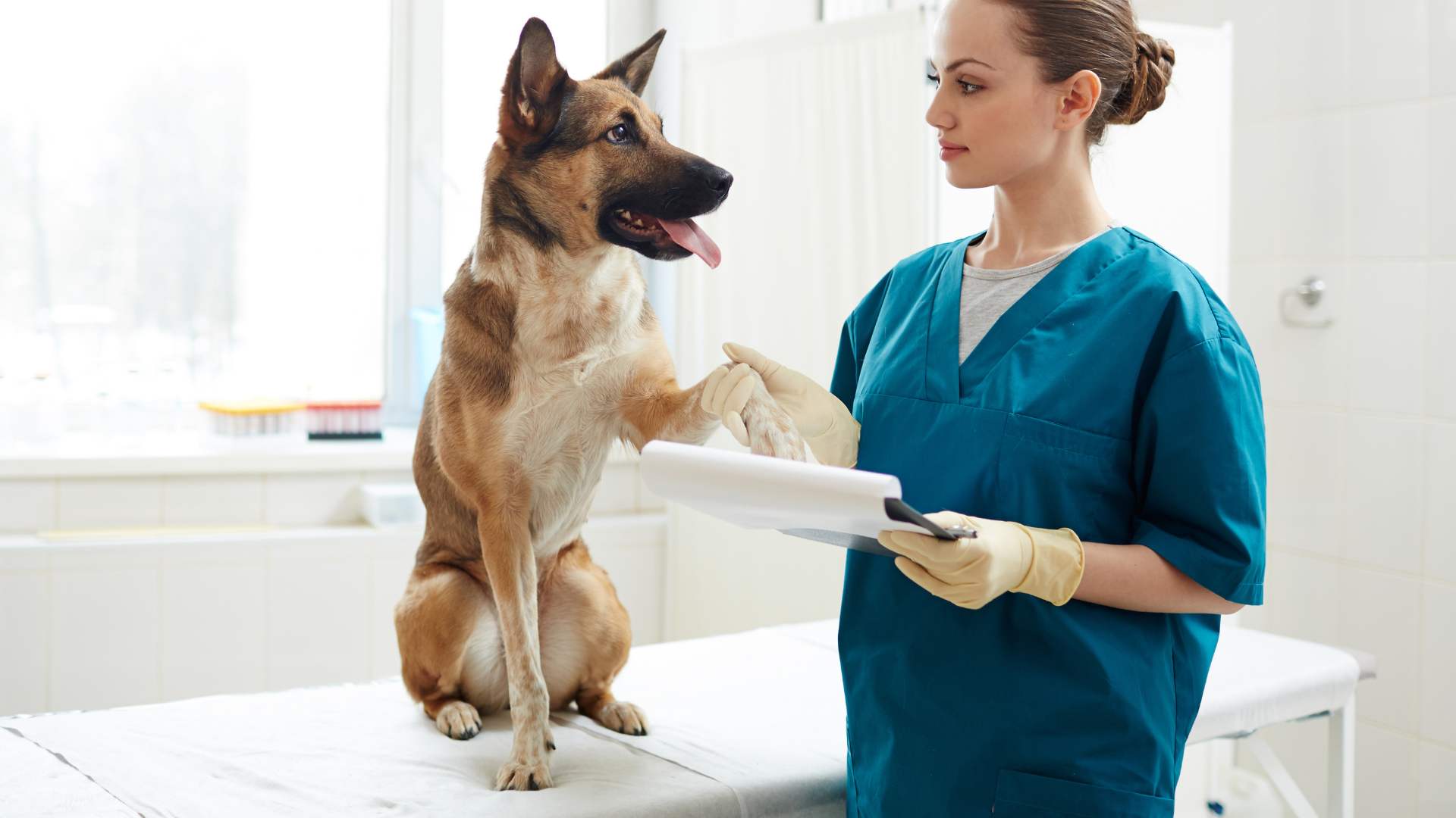 Abscesos en Perros: Causas y Cómo Tratarlo | Cacttus