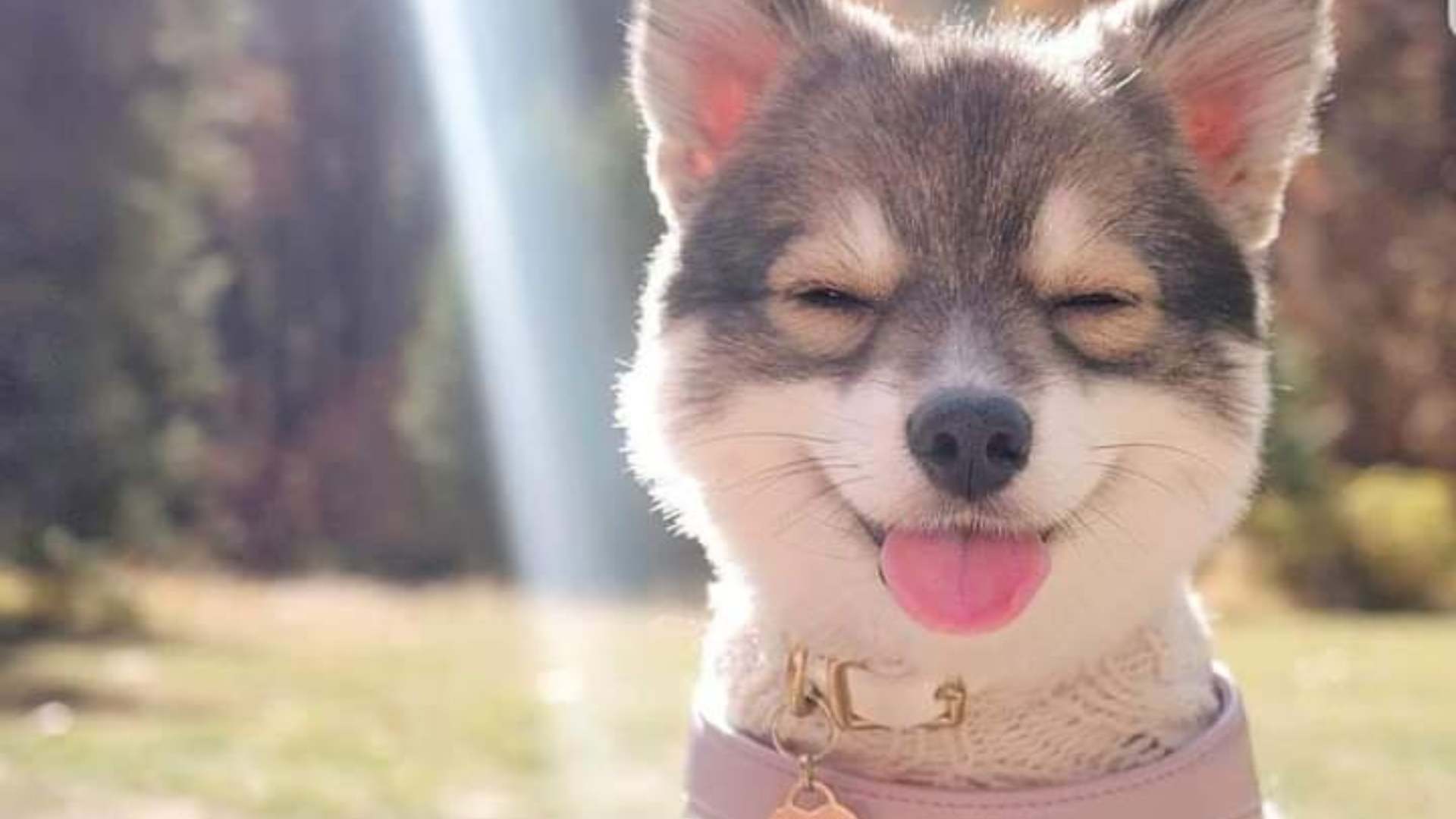 Nombres Para Perritas: Cuáles Son las Mejores Ideas | Cacttus