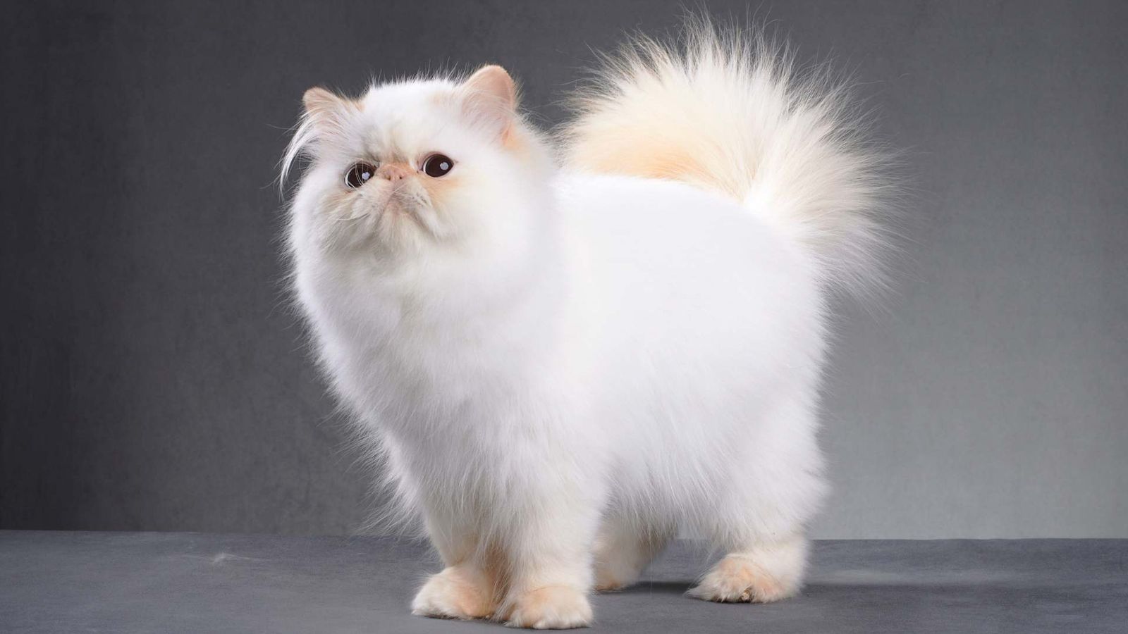 Razas de Gatos: Cuáles Debes Conocer | Cacttus