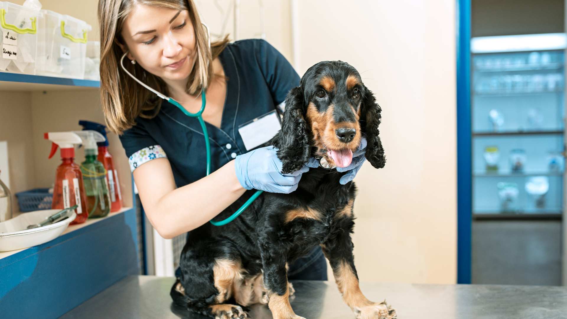 Dermatitis Atópica en Perros: Causas, Síntomas y Tratamiento | Cacttus