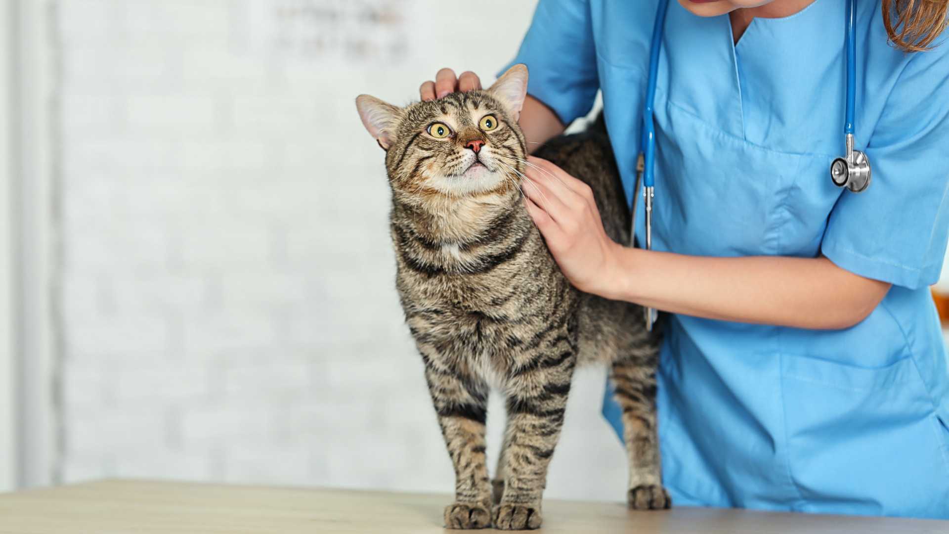 Absceso en Gatos: Causas, Síntomas y Tratamiento | Cacttus