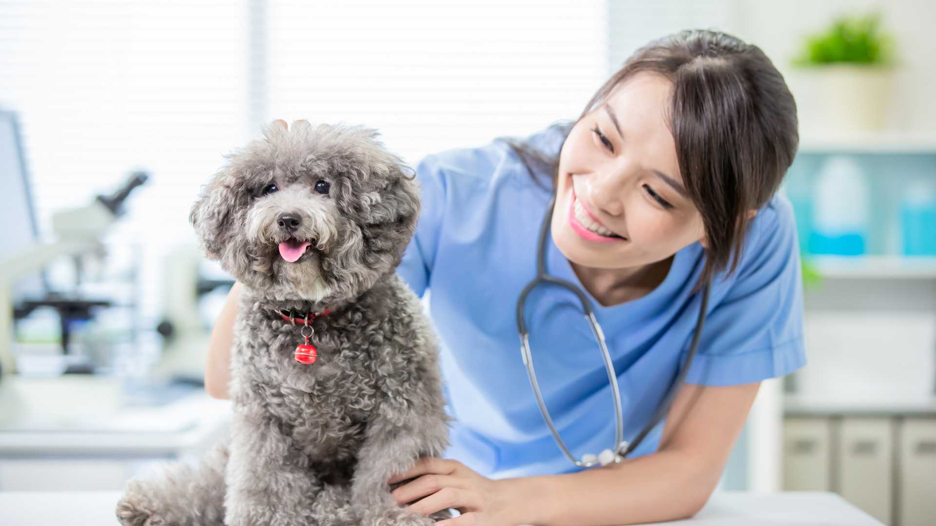 Convulsiones en Perros: Causas, Síntomas y Tratamiento | Cacttus