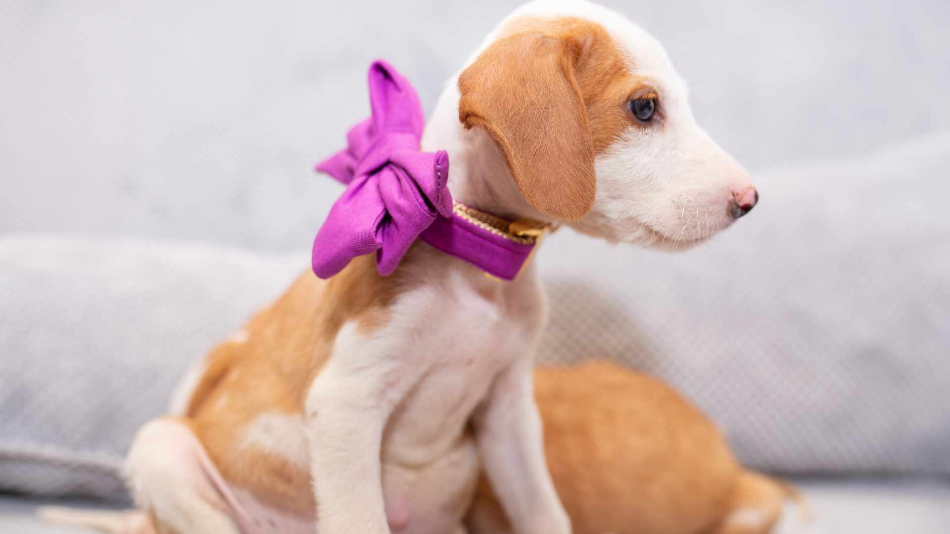 Nombres de Perritas con Significado: + 100 Ideas | Cacttus