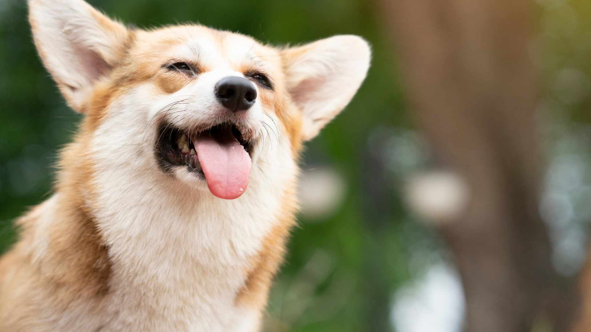 ¿Los Perros Pueden Comer Maní? | Cacttus