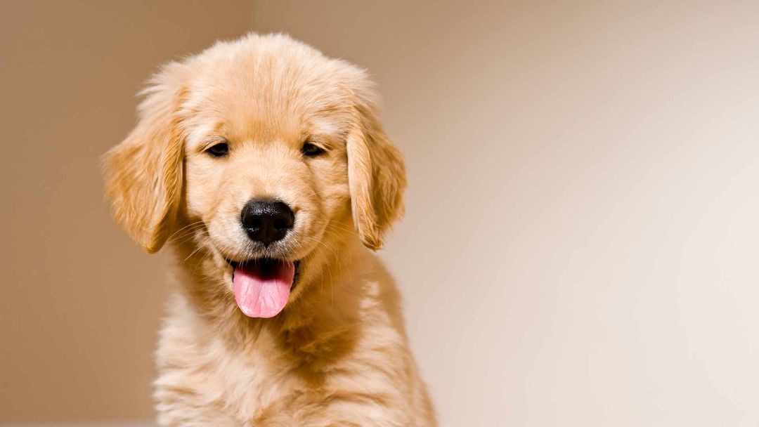 Tipos de Golden Retriever: Guía Completa | Cacttus