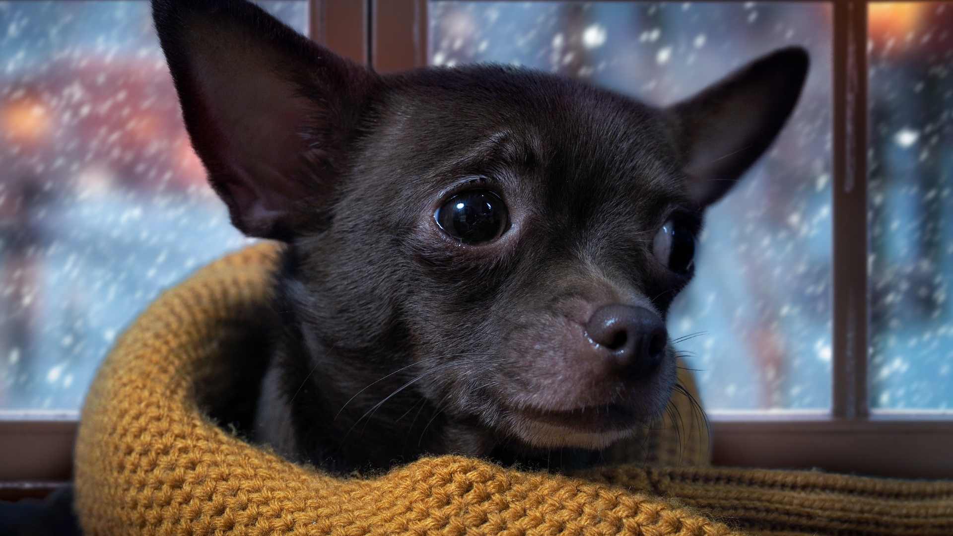 Por Qué mi Perro Tirita: Causas y Cómo Tratarlo | Cacttus