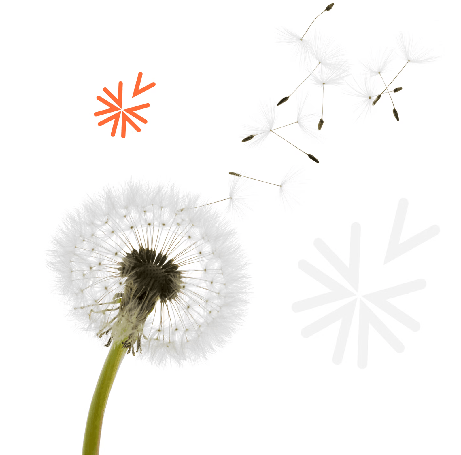 Dandelion Payments