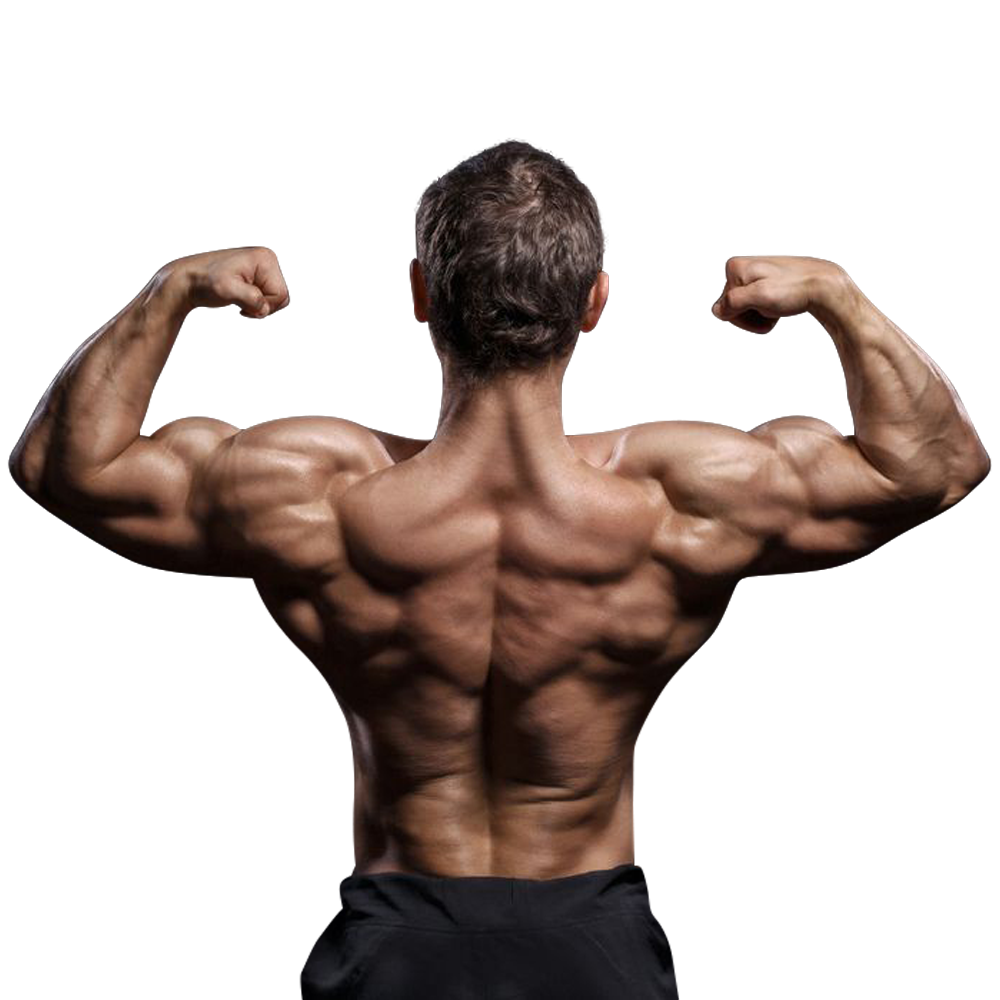 Top 3 Exercise for Strong Lower Back - Fitnesstipblog