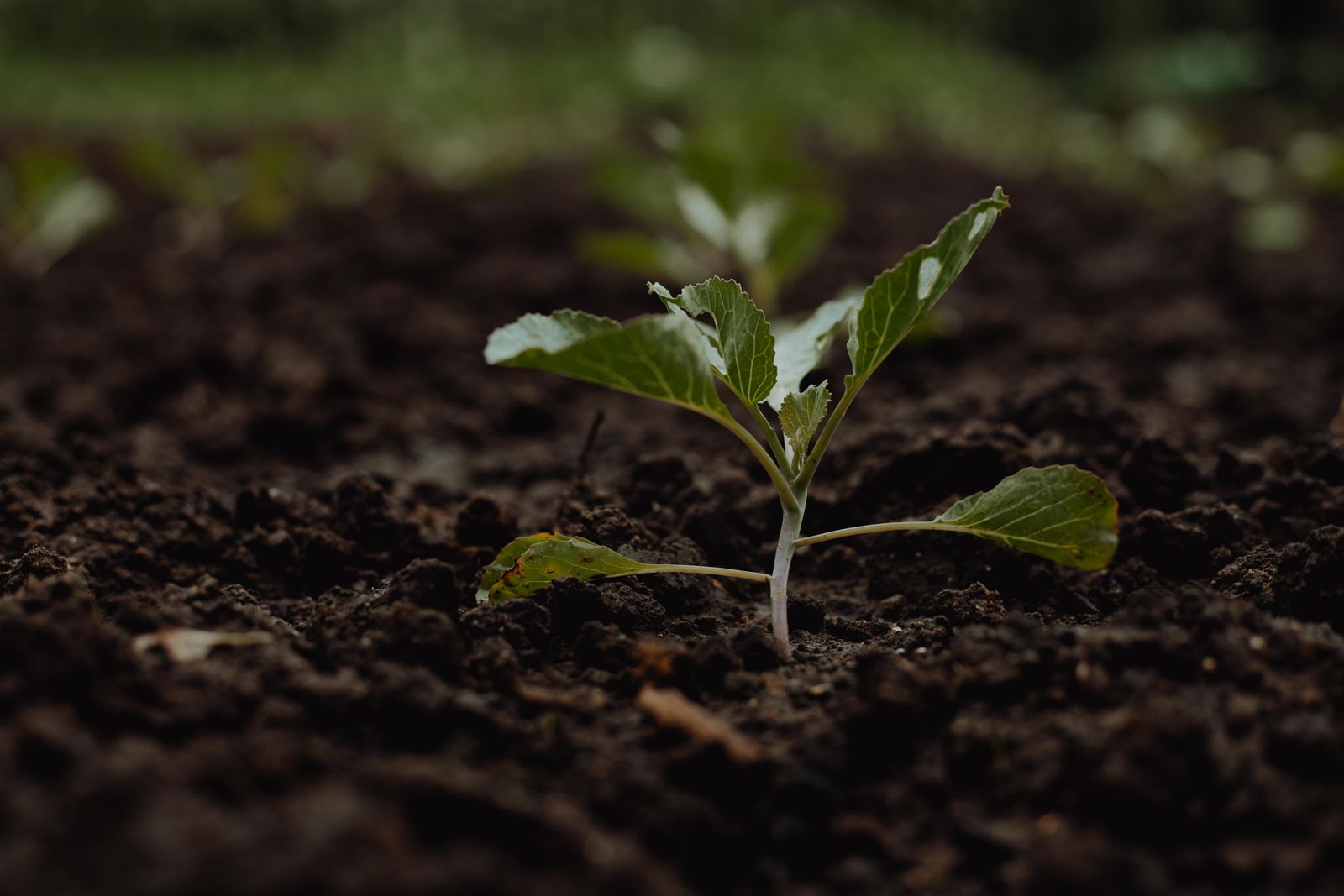 Demeter Ghana - Helping Ghana Grow