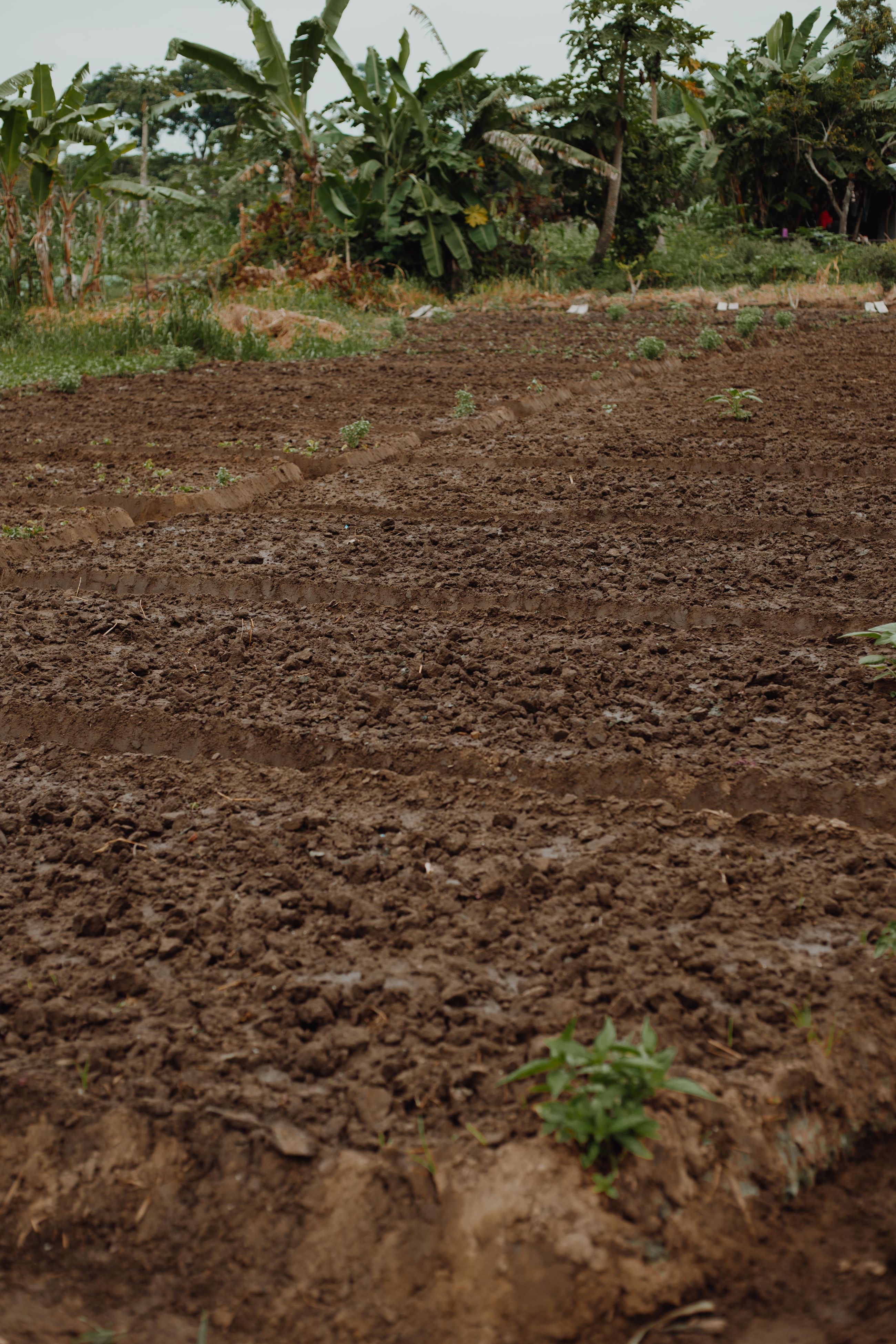 Demeter Ghana - Helping Ghana Grow