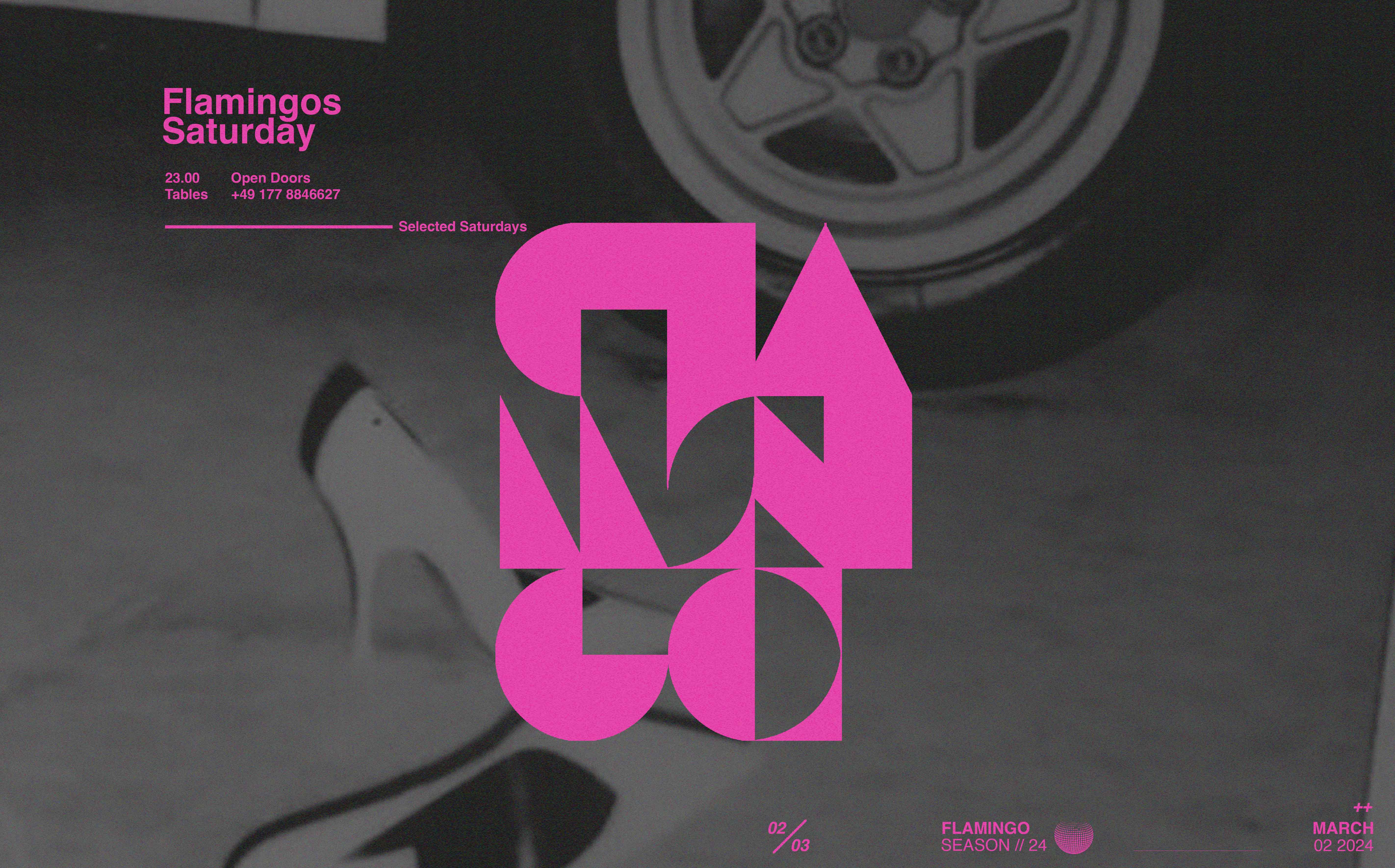 Flamingos Saturday - Mar 02, 2024 at Flamingo Royal