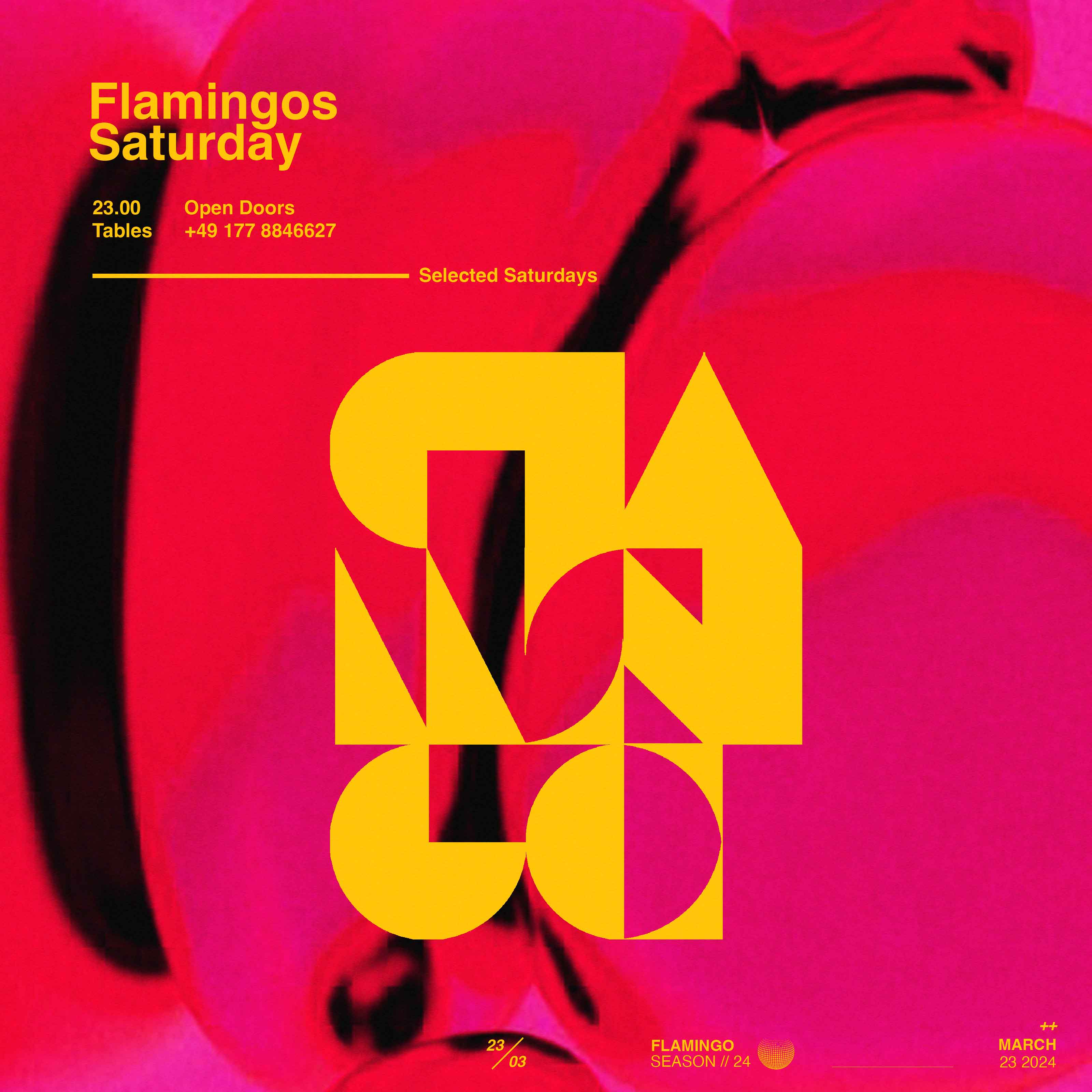 Flamingos Saturday - Mar 02, 2024 at Flamingo Royal