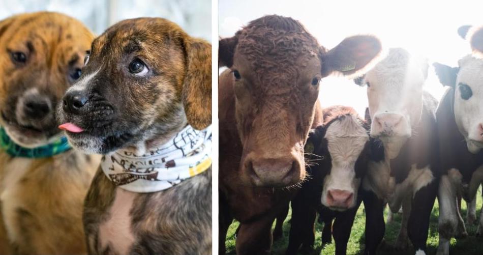 4 Reasons Why “Pets Versus Cattle” Still Matters in Cloud Security ...