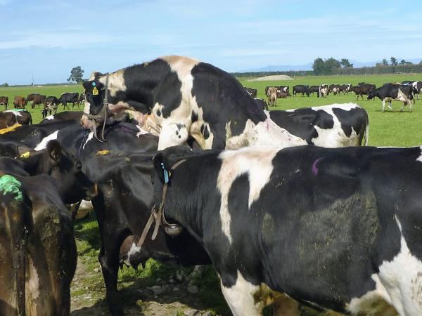 65109b37cdee57695b1cba5c_Teaser Bull.jpg