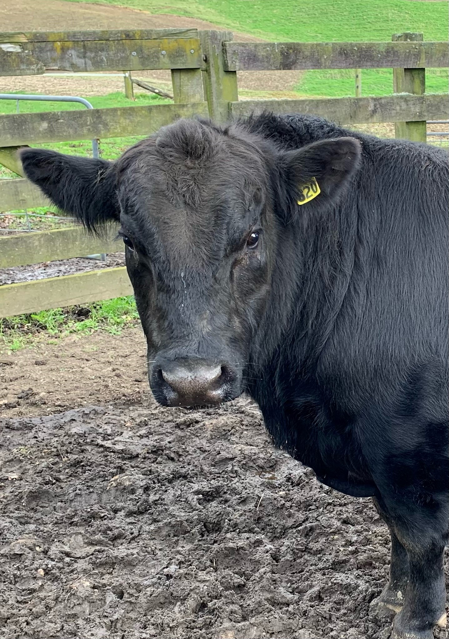 6519cd2d33b34b1d5203bb1e_Angus Bull.jpg