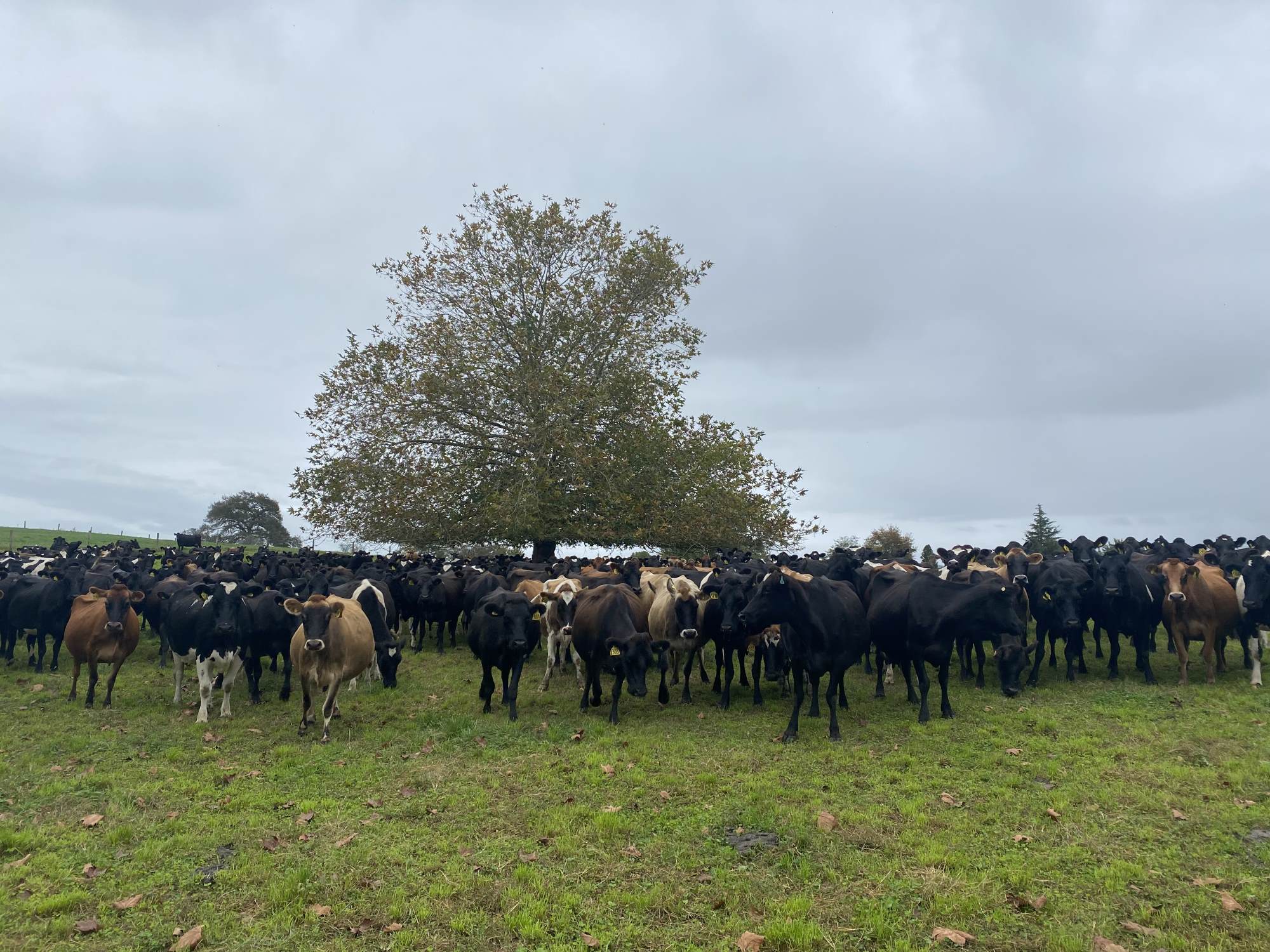 65dbdd3c88894898dd9b0930_Dry Herd Cows SML.jpg