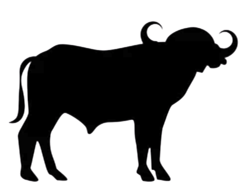 Water Buffalo - Book an Endorsed Hunt