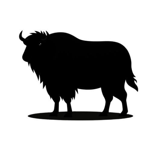 Musk ox - Book an Endorsed Hunt